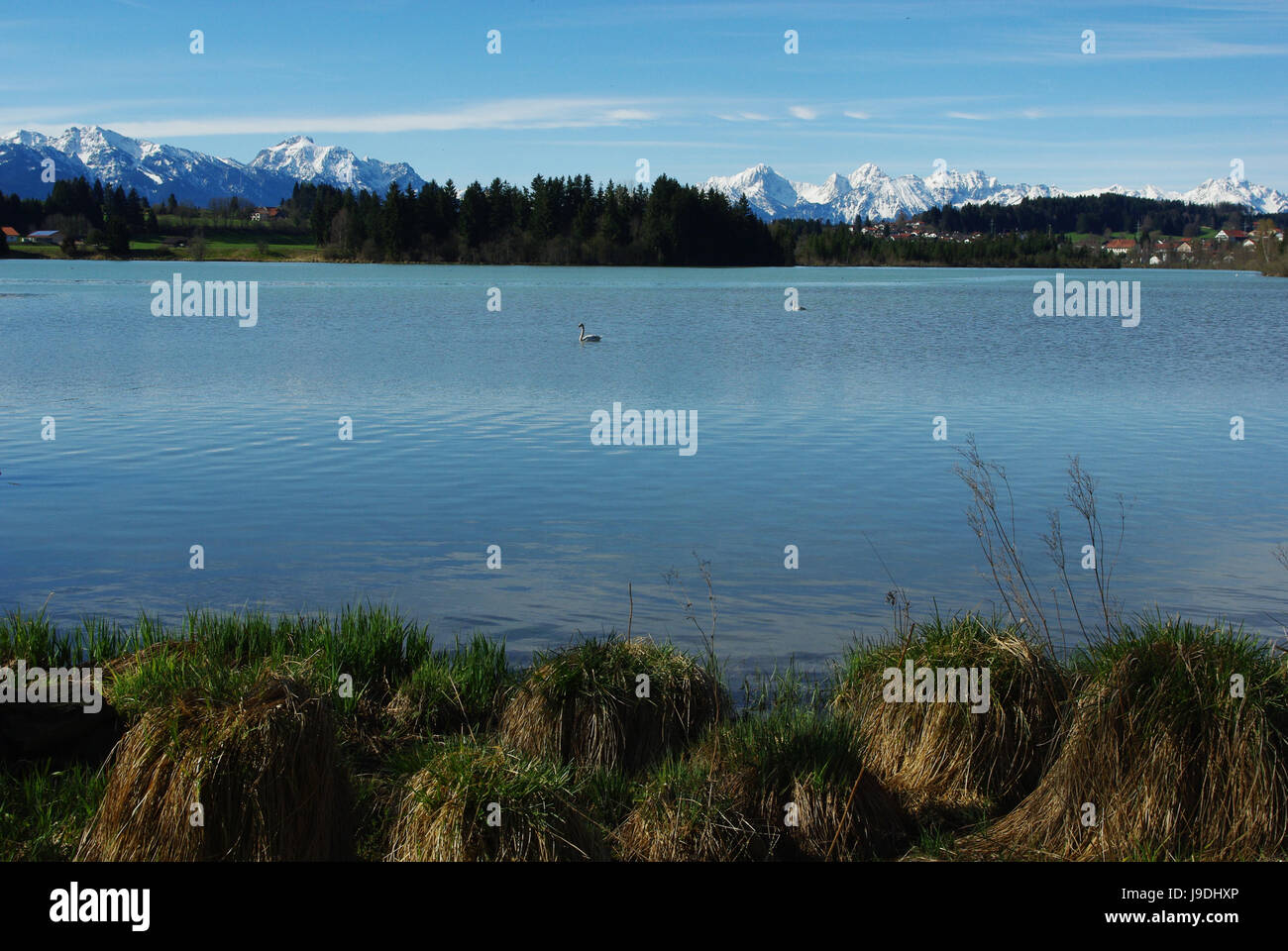 swan, mountain range, snow, salt water, sea, ocean, water, mountain ...