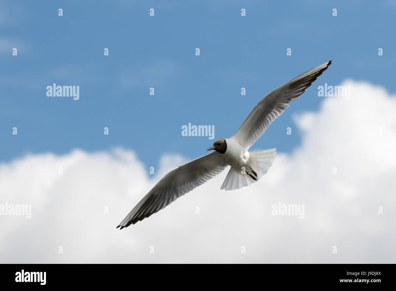 Flight flying flap wings wildlife hi-res stock photography and images ...