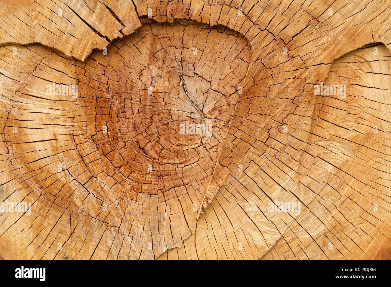 Anual rings hi-res stock photography and images - Alamy