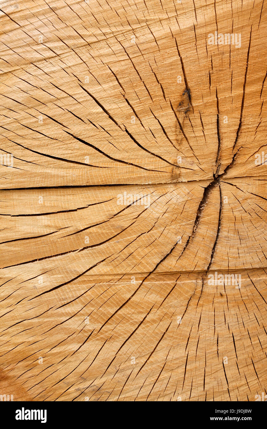 tree, wood, cut, timber, rings, fissured, cracked, backdrop, background ...