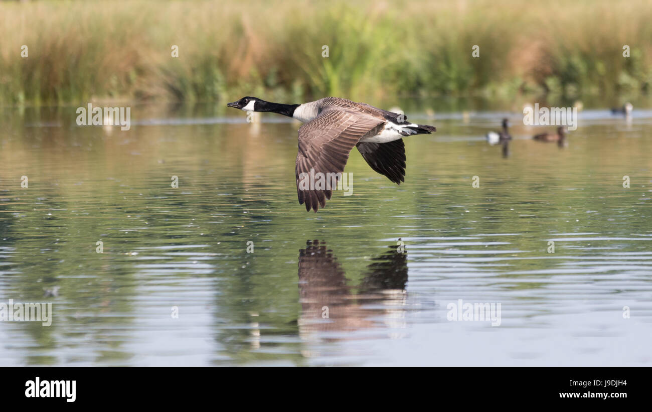 Flying low hi-res stock photography and images - Alamy