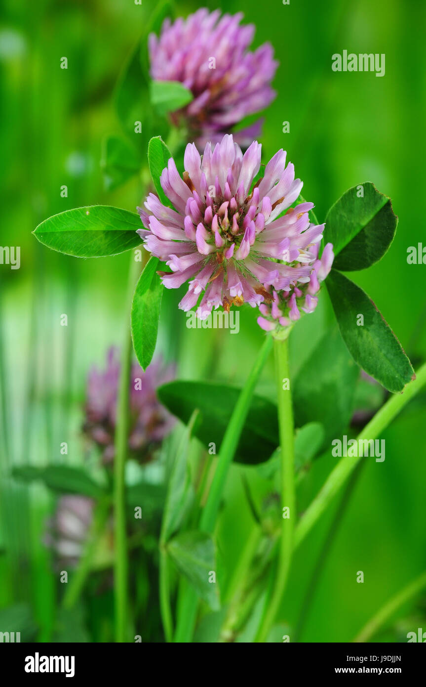 flower, plant, bloom, blossom, flourish, flourishing, meadows, clover ...