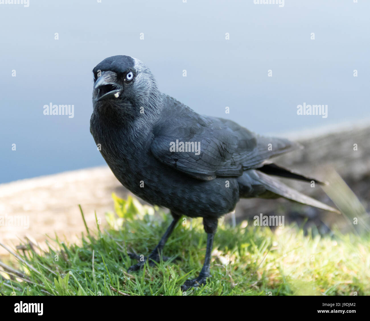 Jackdaw beak hi-res stock photography and images - Alamy