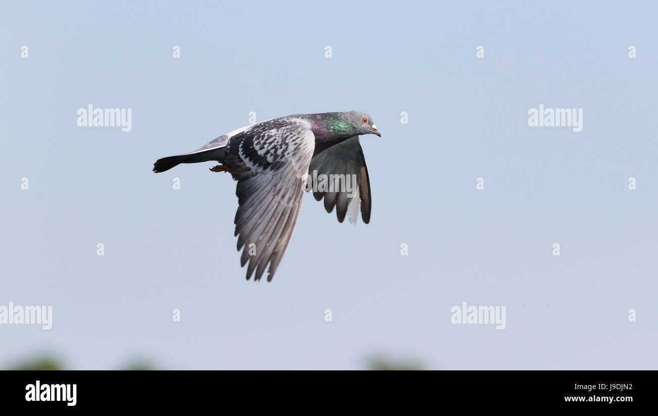 Feral pigeon in flight Stock Photo - Alamy
