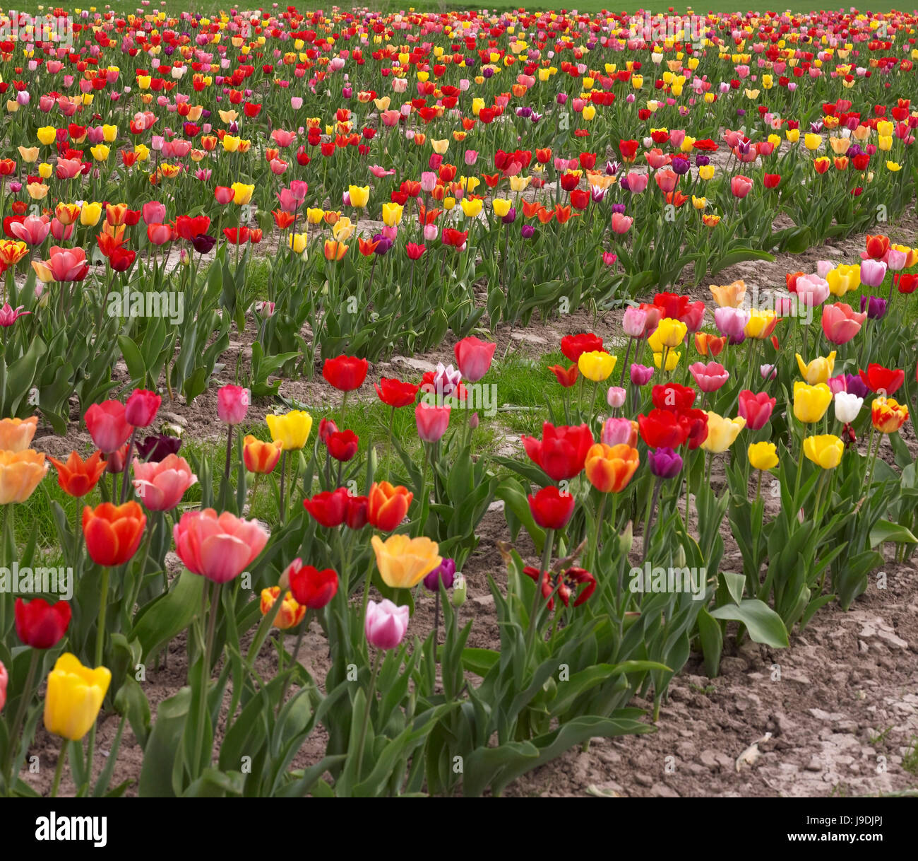 colorful field of tulips Stock Photo - Alamy