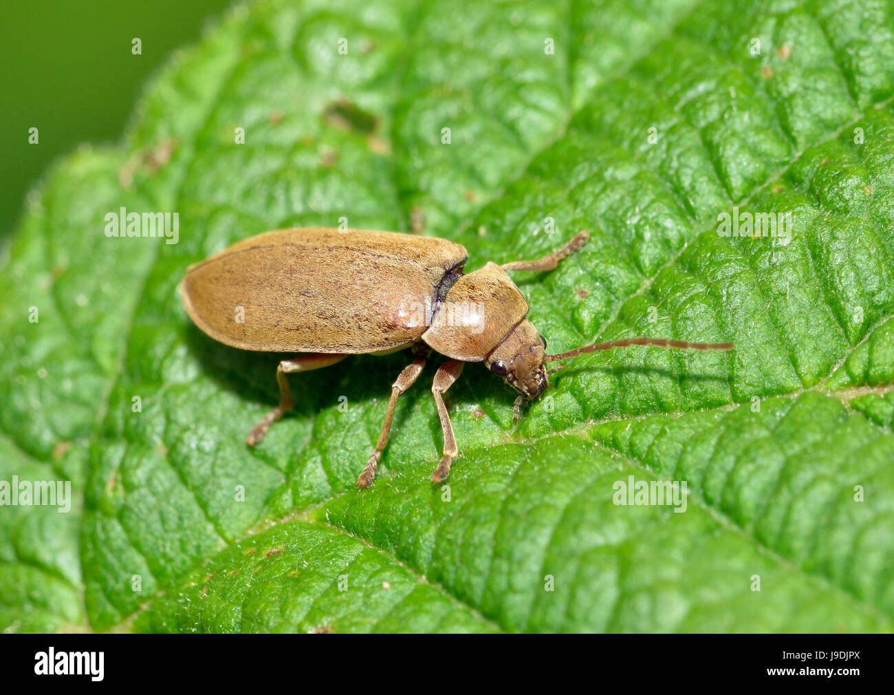 Orchid Beetle - Dascillus cervinus Larvae feeds on roots of orchids ...