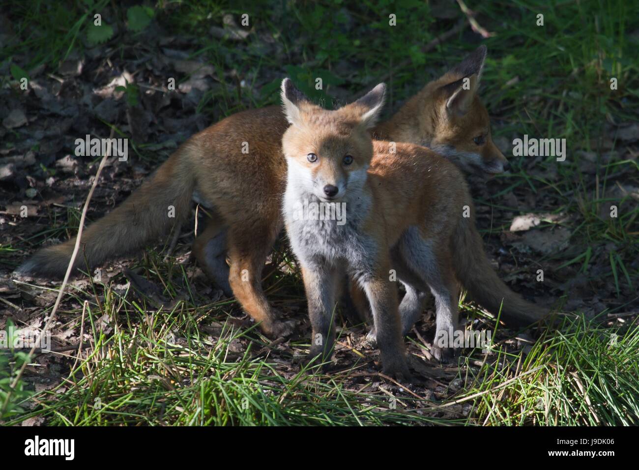 German fox hi-res stock photography and images - Alamy