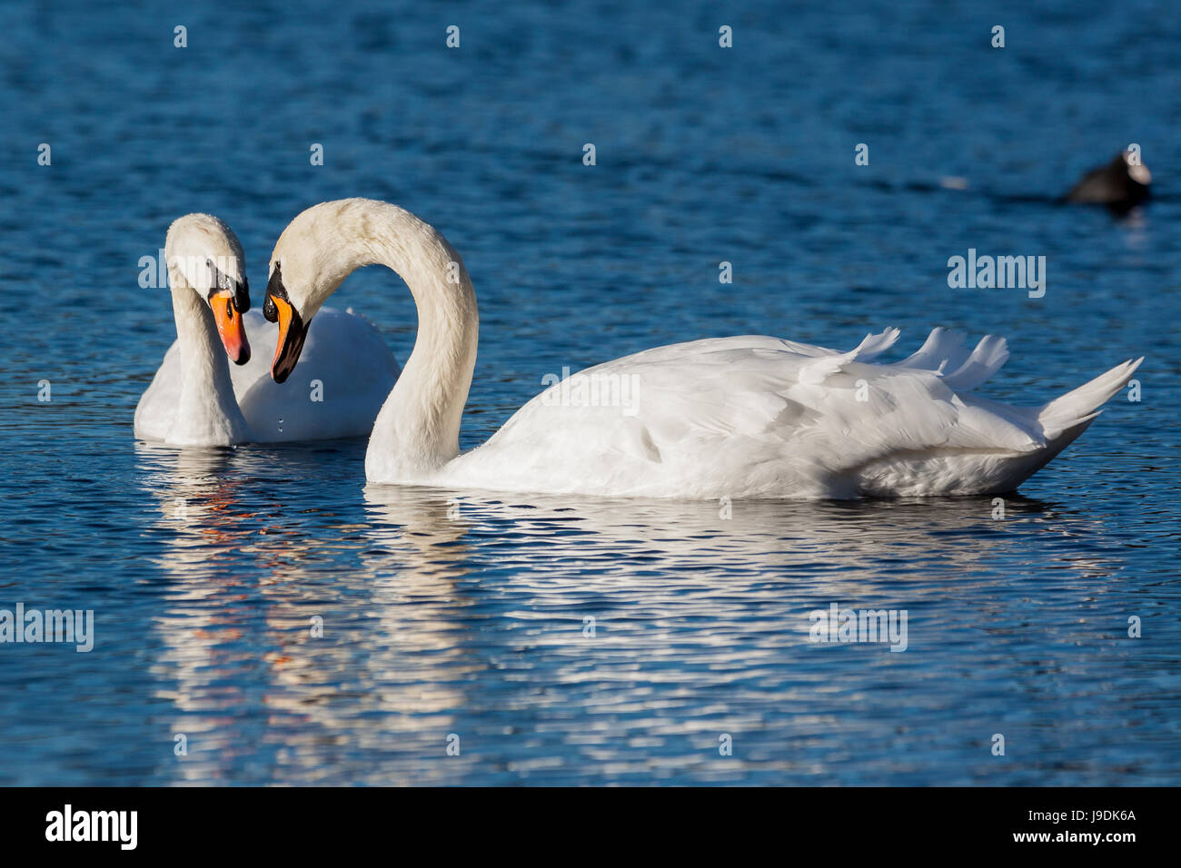 Mute Swans in love Stock Photo - Alamy