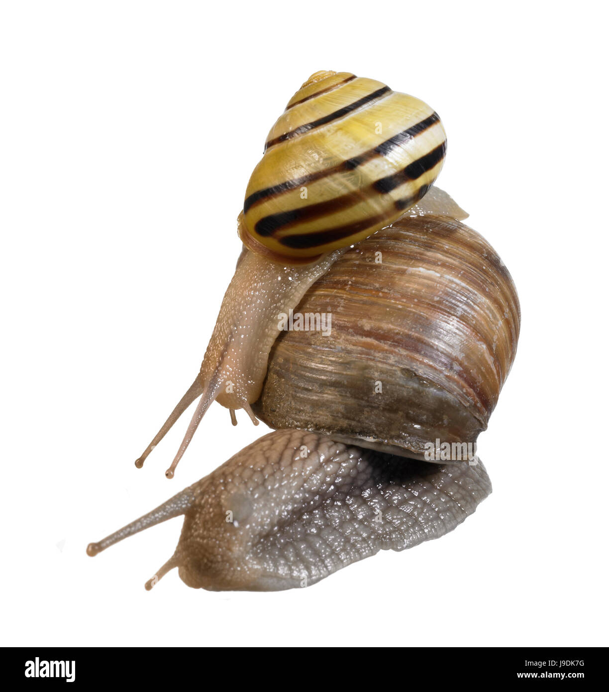 snail, edible snail, motion, postponement, moving, movement, macro ...