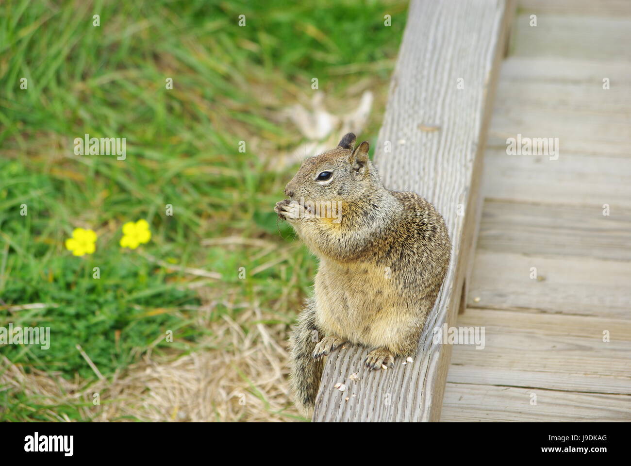 animal, mammal, front view, squirrel, mammal, animals, rodent ...