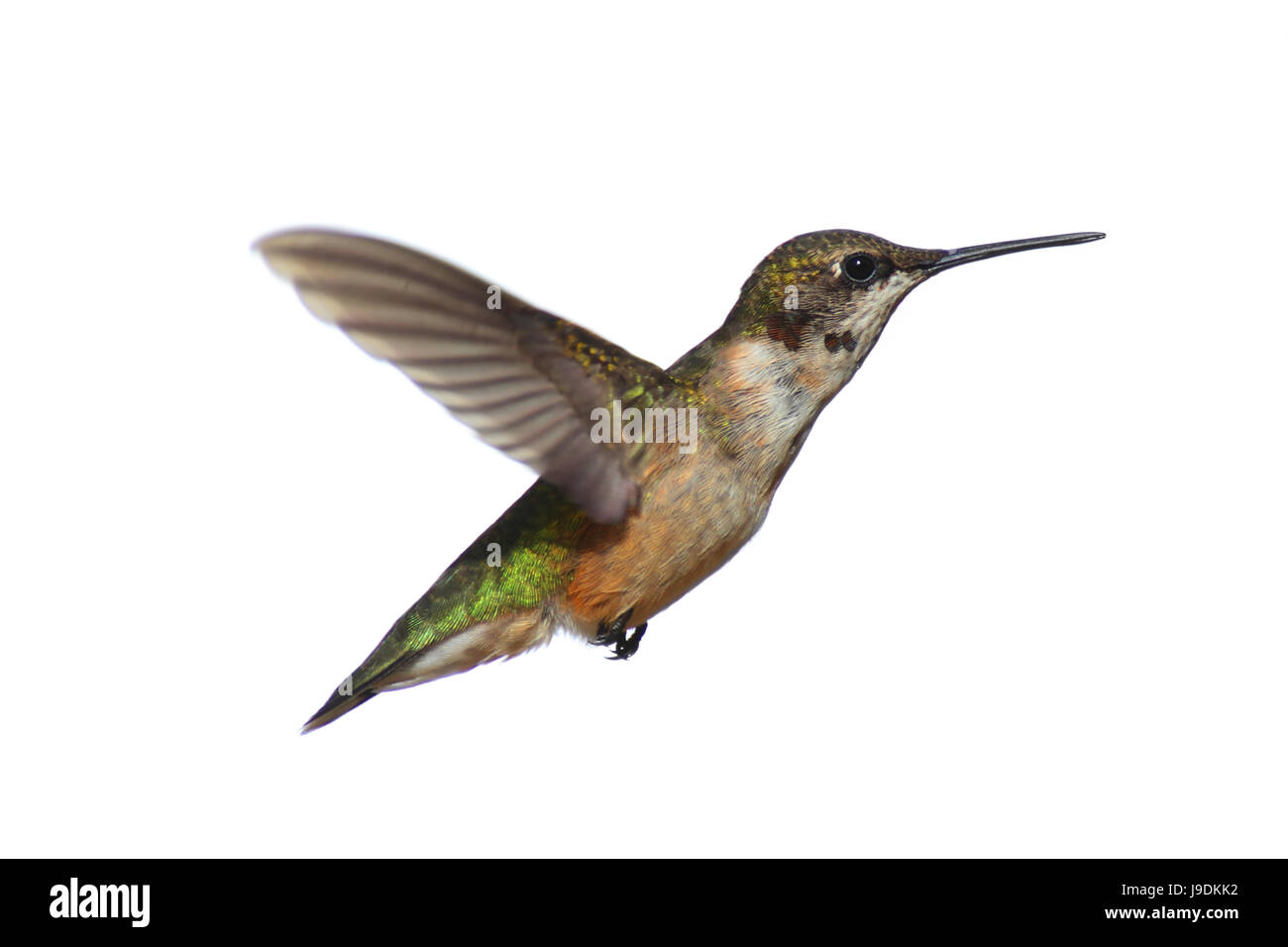 isolated, birds, hummingbird, white, nature, isolated, animal, bird ...
