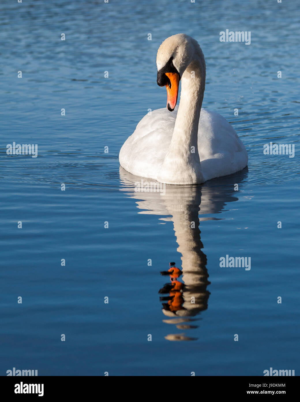 Mute swan and reflection Stock Photo - Alamy