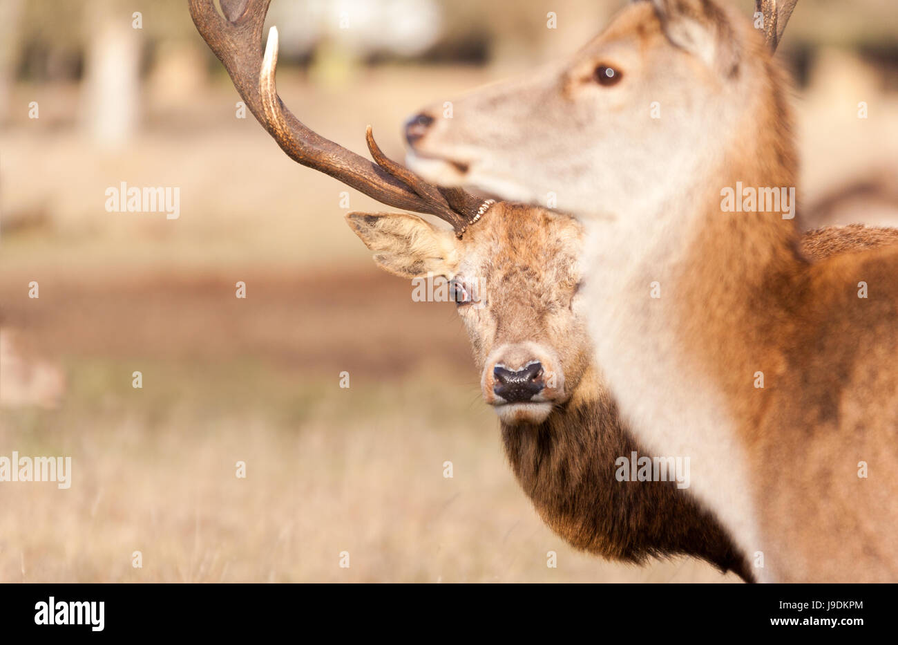 red deer Stag and doe Stock Photo - Alamy