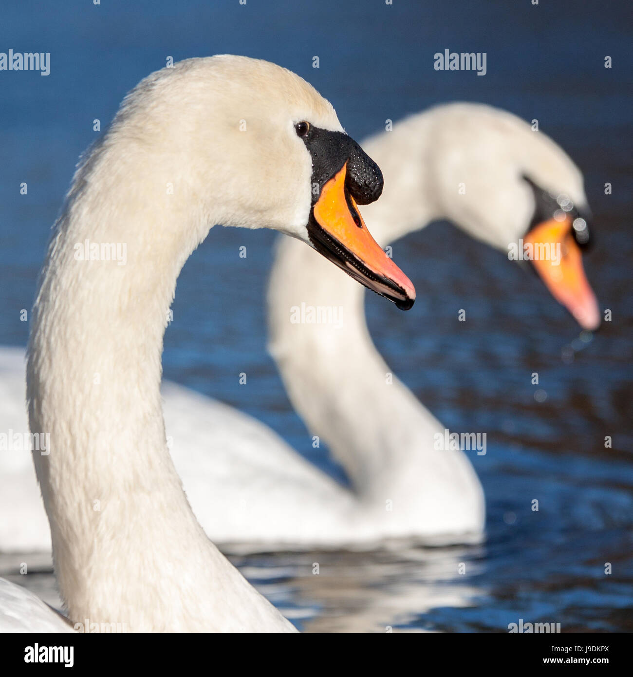 Two adult mute swans Stock Photo - Alamy