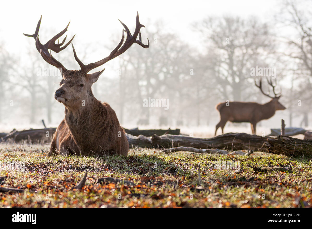 Two stags in winter hi-res stock photography and images - Alamy