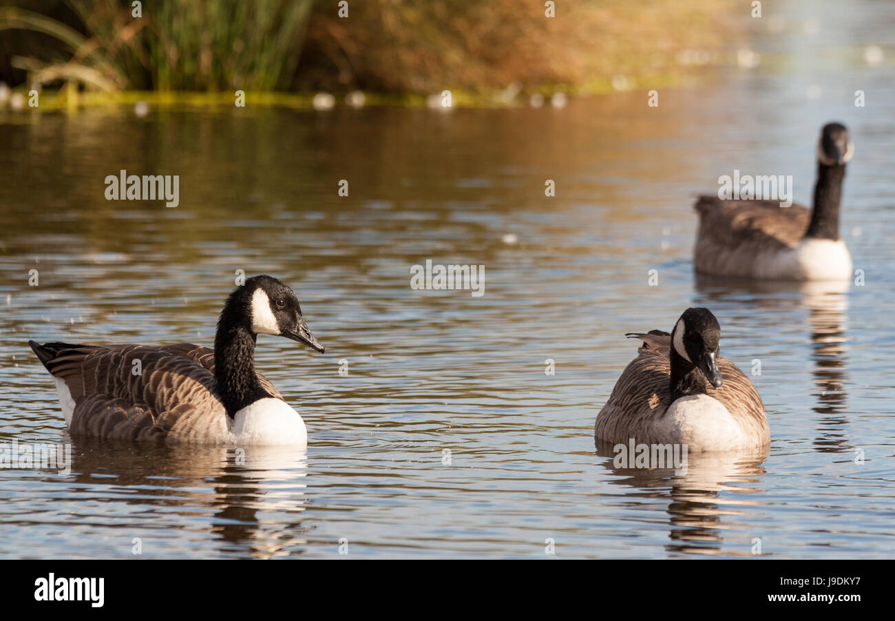 Canada geese colours hi-res stock photography and images - Alamy