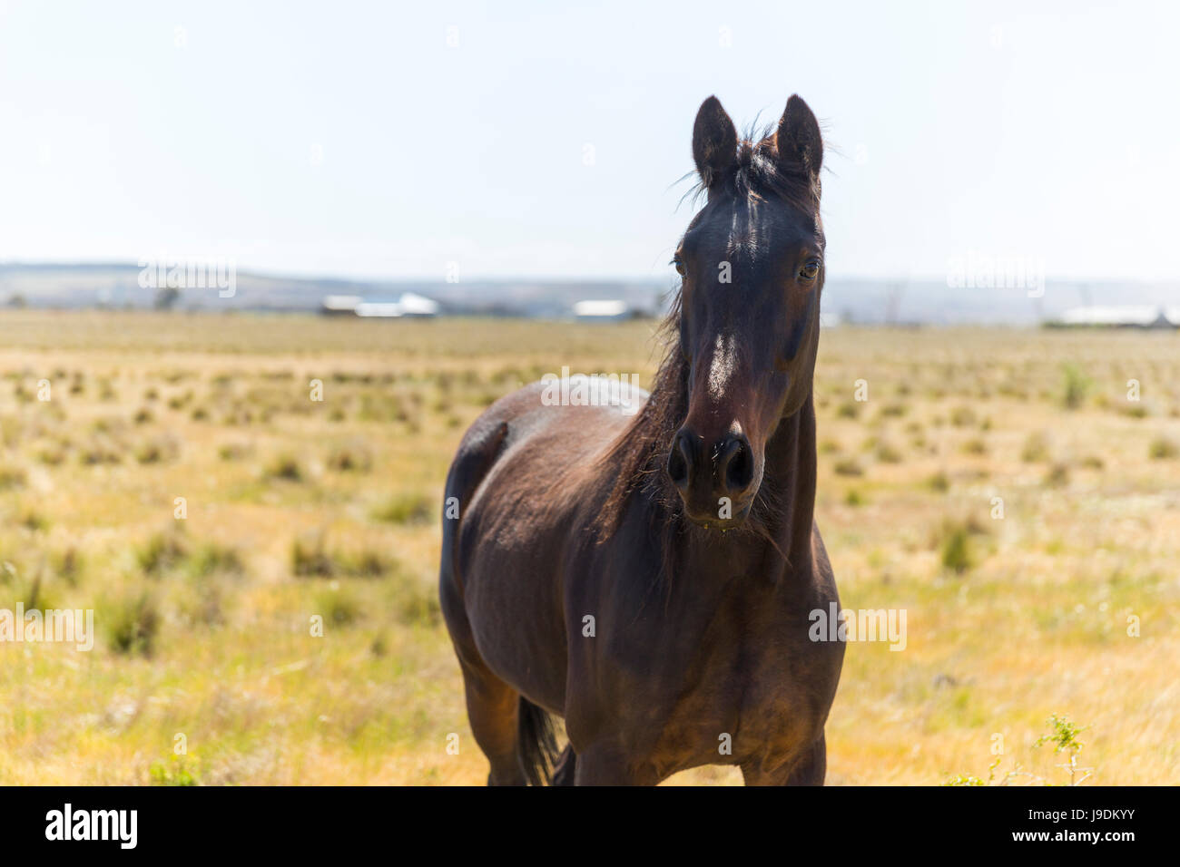 Zommed shot of a horse in an open field Stock Photo - Alamy
