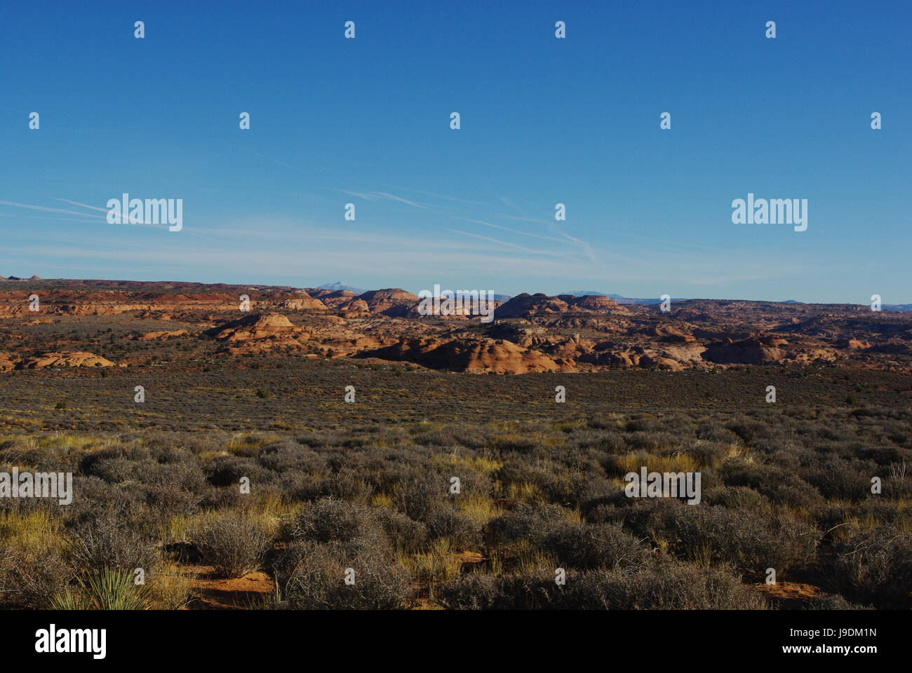 desert, wasteland, rock, shrub, bush, plant, blue, desert, wasteland ...