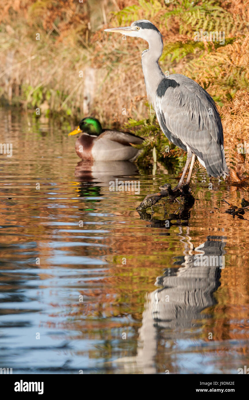 Grey heron and male mallard Stock Photo - Alamy