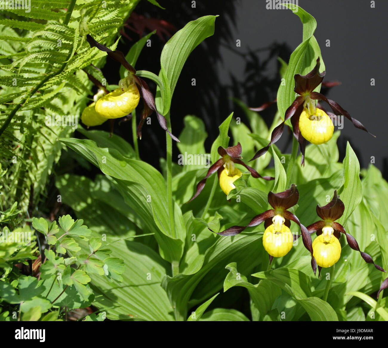 flower, plant, conservation of nature, flora, orchid, protected ...