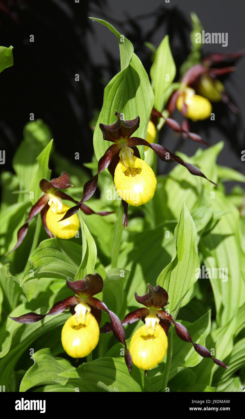 flower, plant, conservation of nature, flora, orchid, protected ...