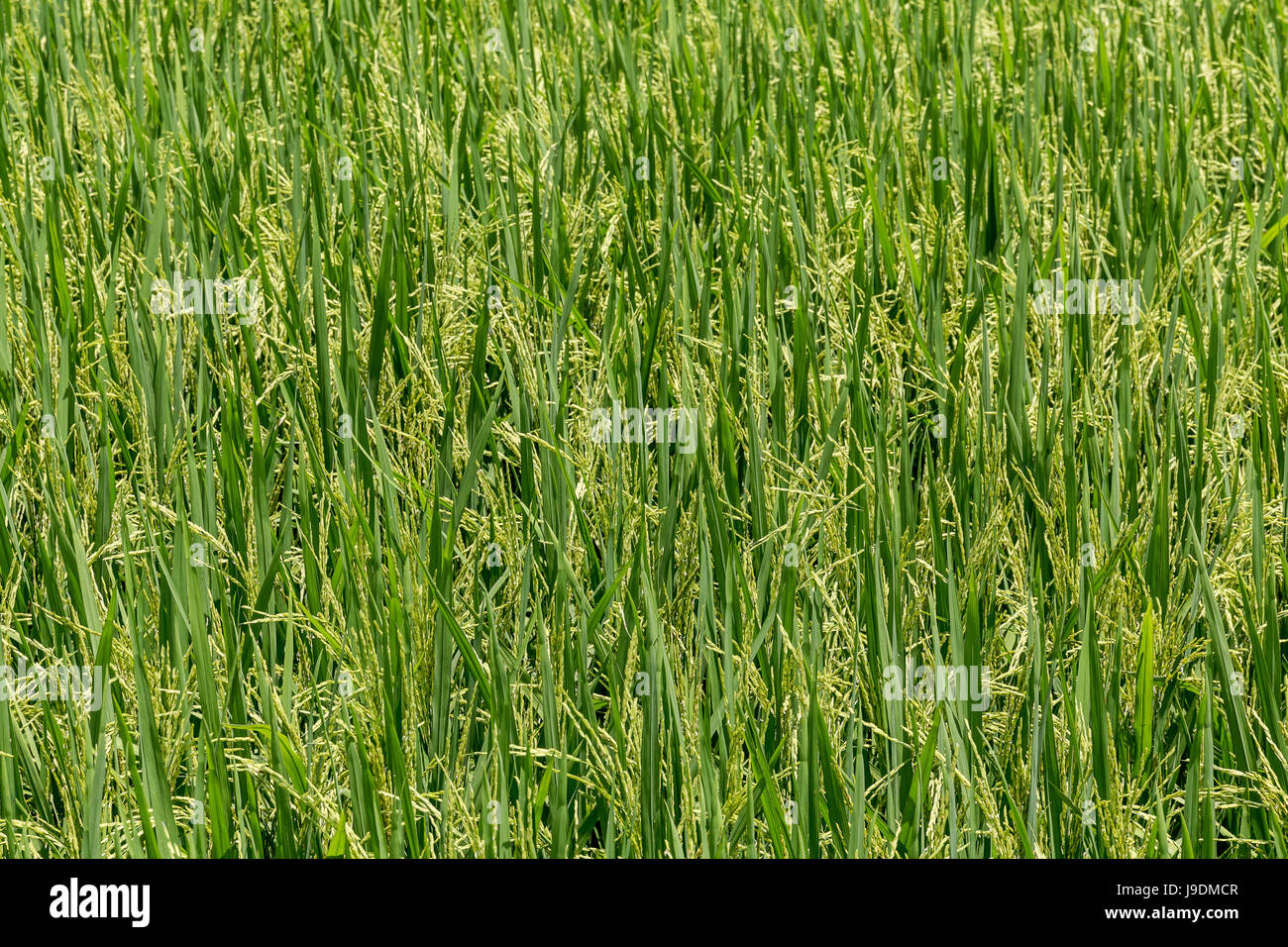 Malaysia rice field hi-res stock photography and images - Alamy