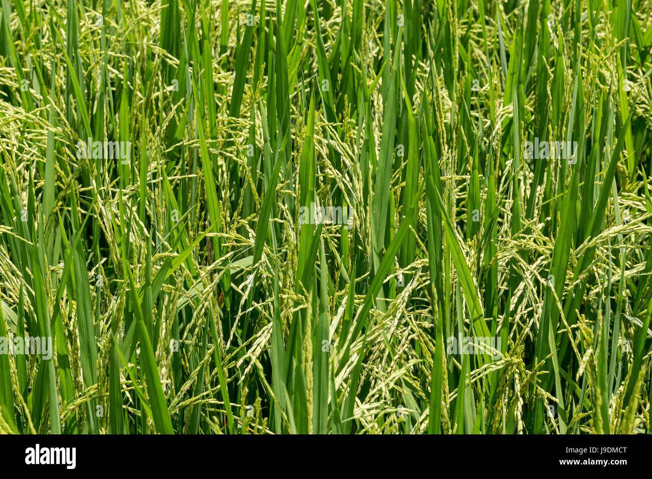 Malaysia rice field hi-res stock photography and images - Alamy