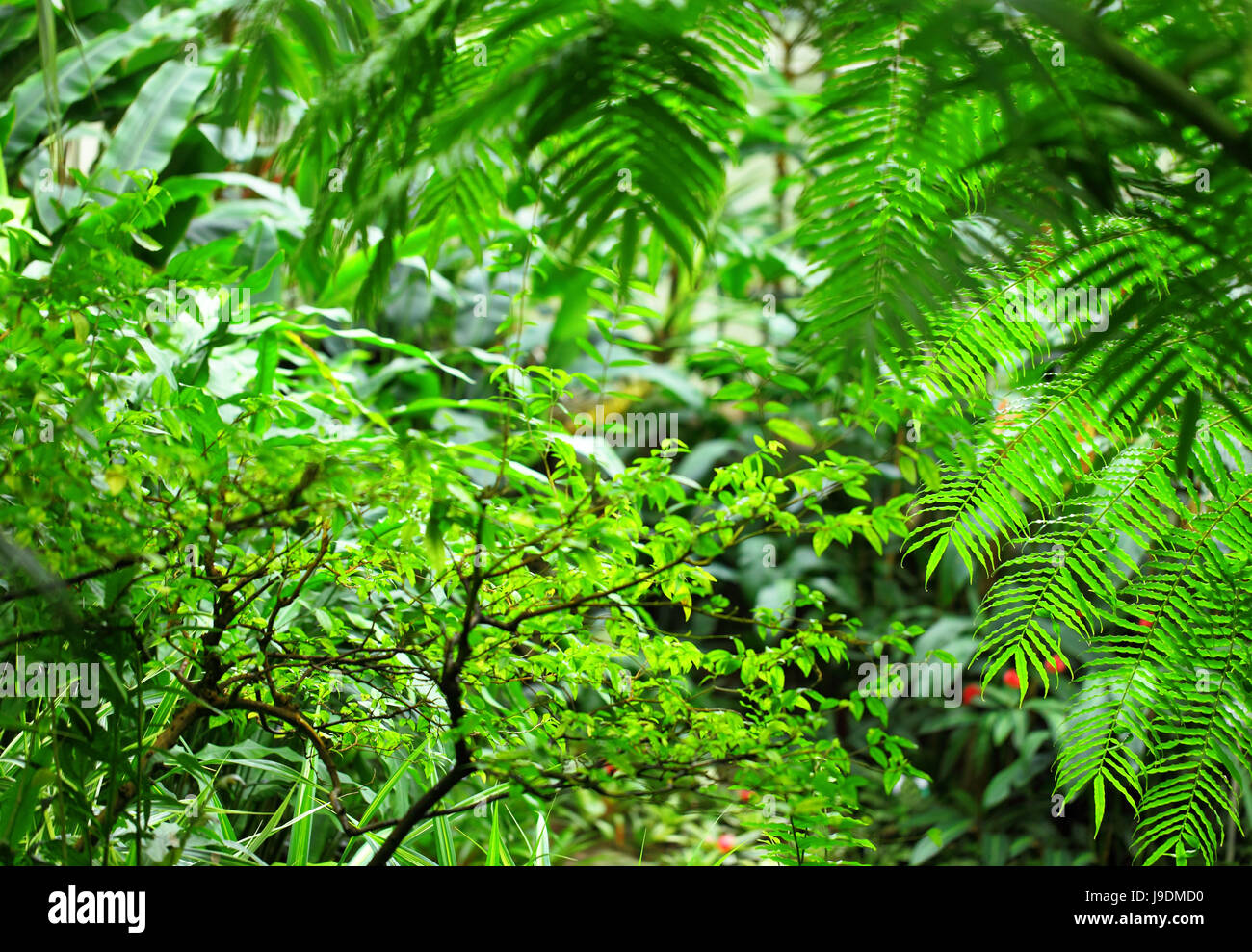 beautiful, beauteously, nice, leaf, environment, enviroment, tree, park ...