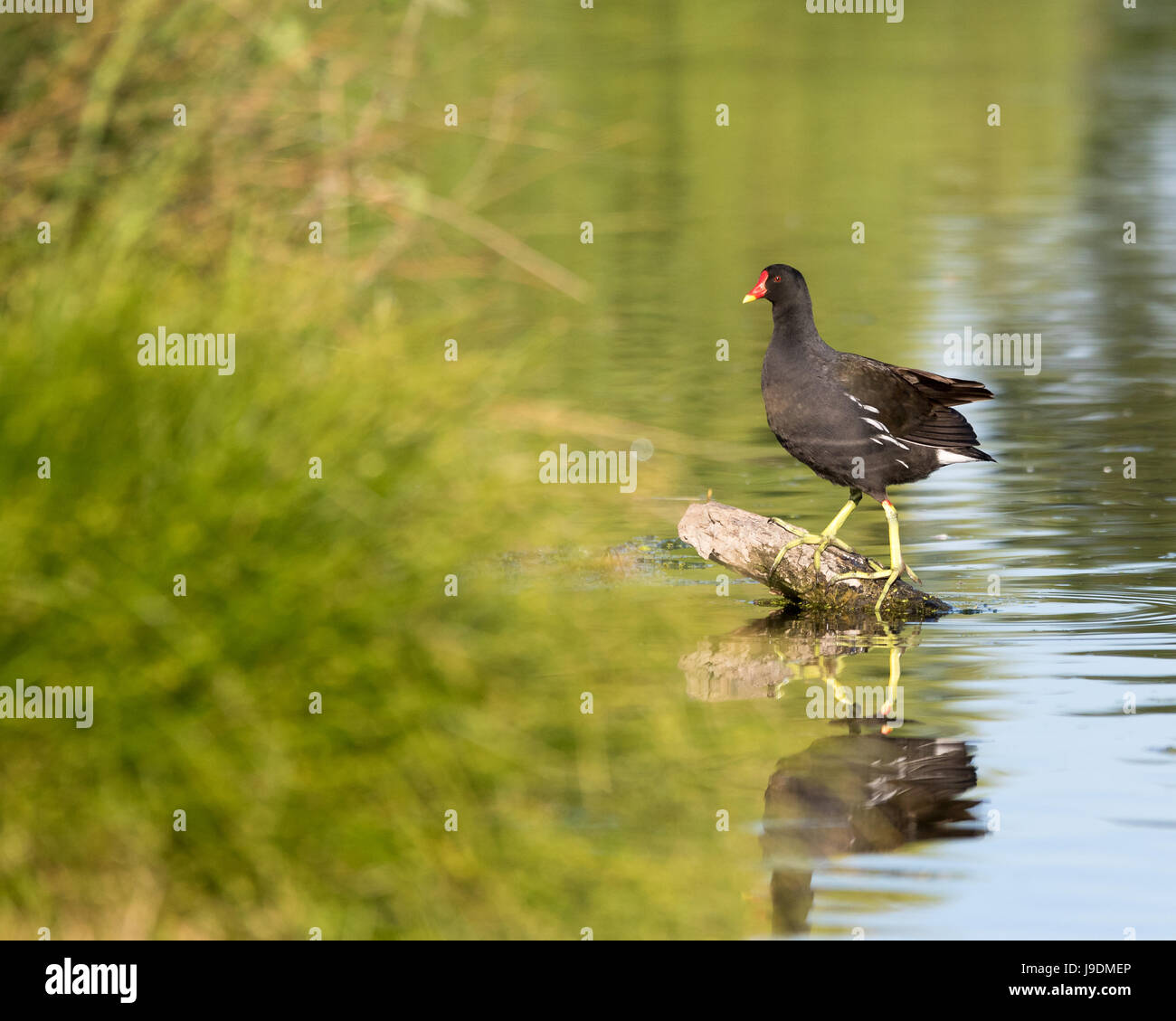 Moorhen perching balanced on a log in a lake in Bushy Park West London ...