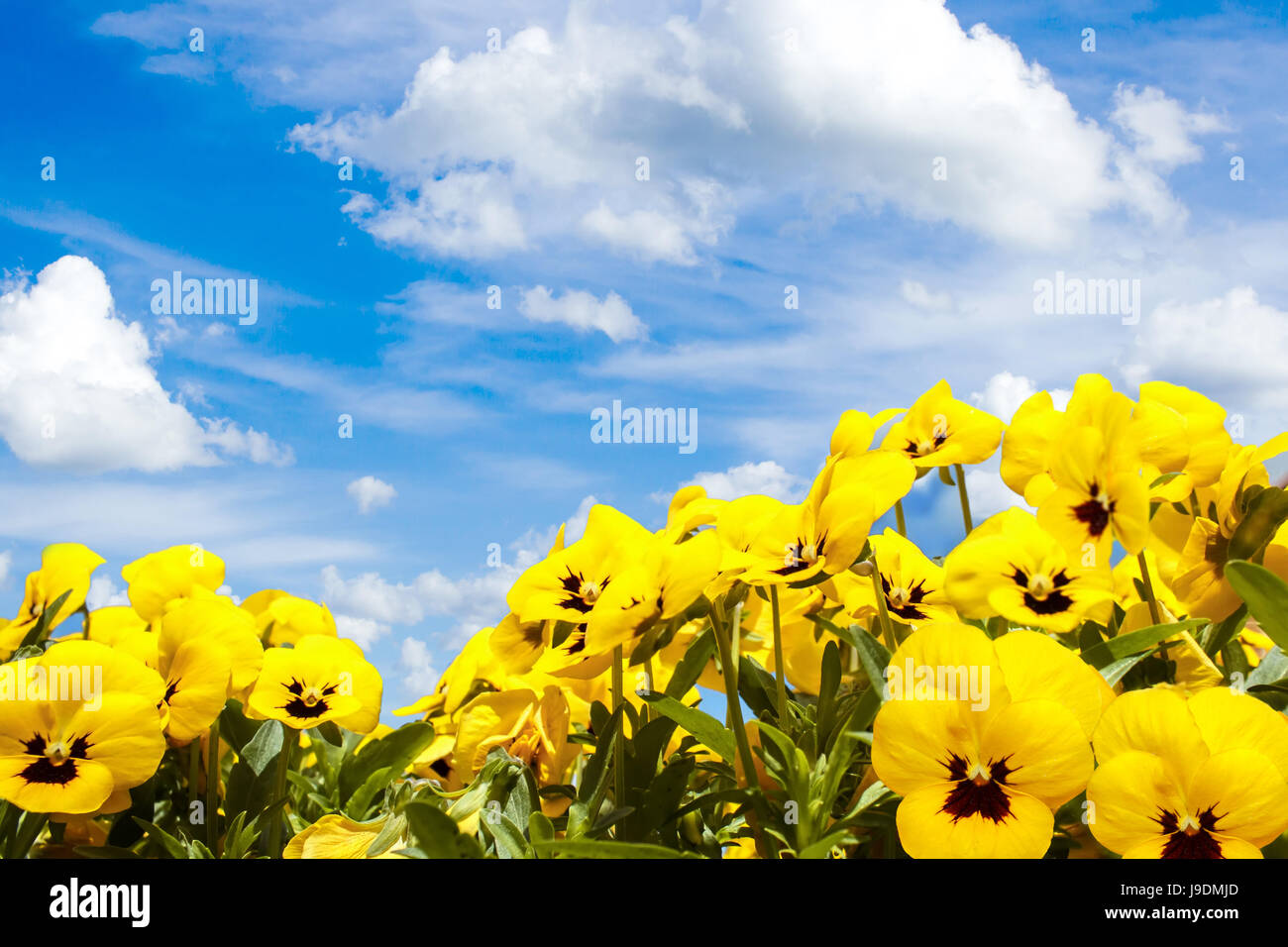 close, blue, beautiful, beauteously, nice, object, colour, closeup ...