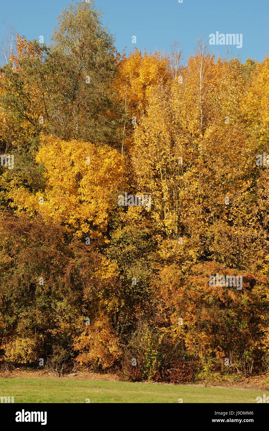 colour, tree, season, color, seasonal, woodland, colors, colours ...