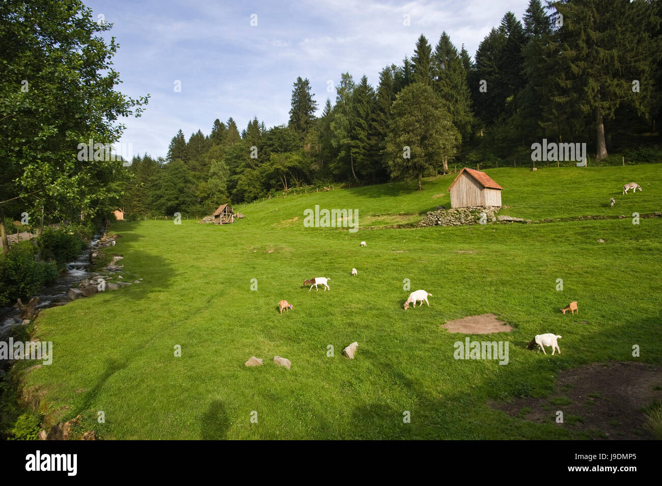 travel, animal, goat, goats, europe, meadows, black forest, germany ...