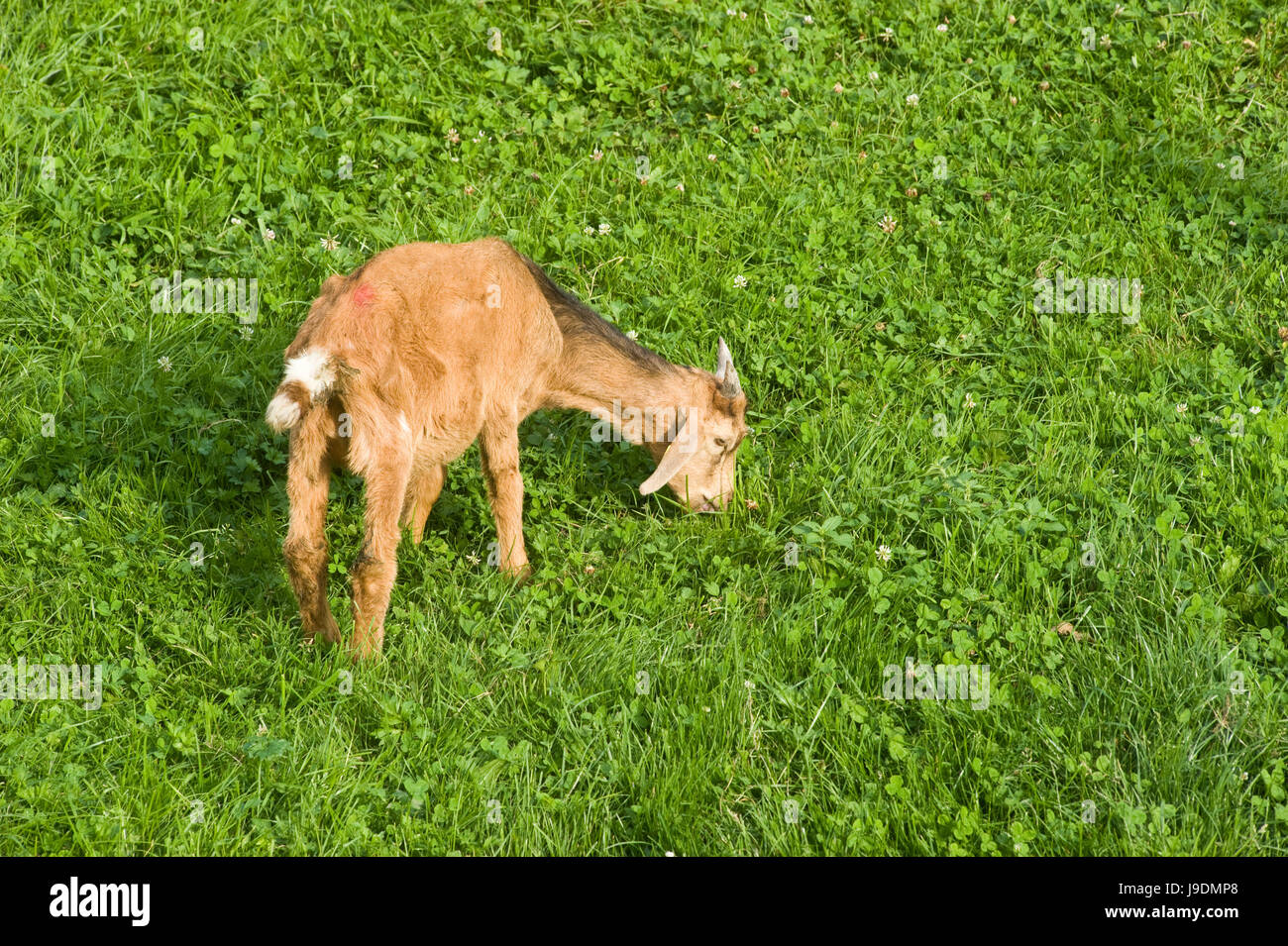 travel, animal, goat, goats, europe, meadows, black forest, germany ...