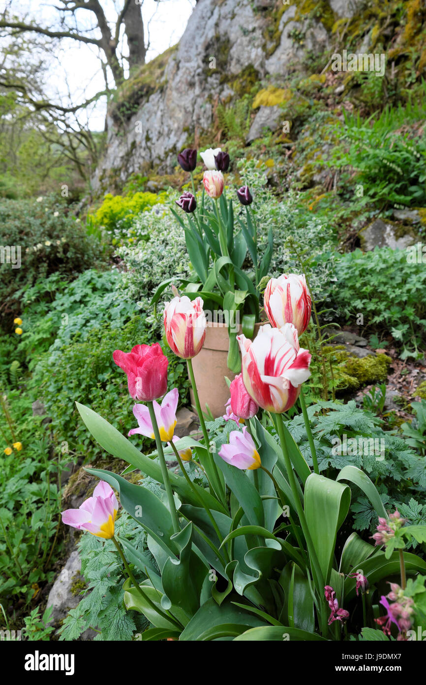 Tulips growing in terracotta pot standing in a rock garden rockery in ...