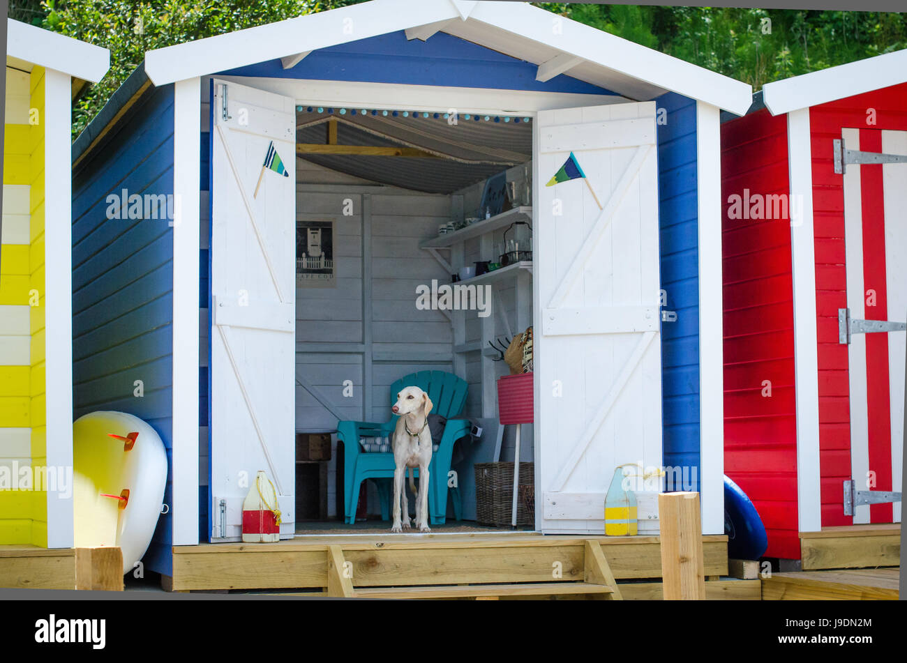 Beach hut and dog Stock Photo - Alamy