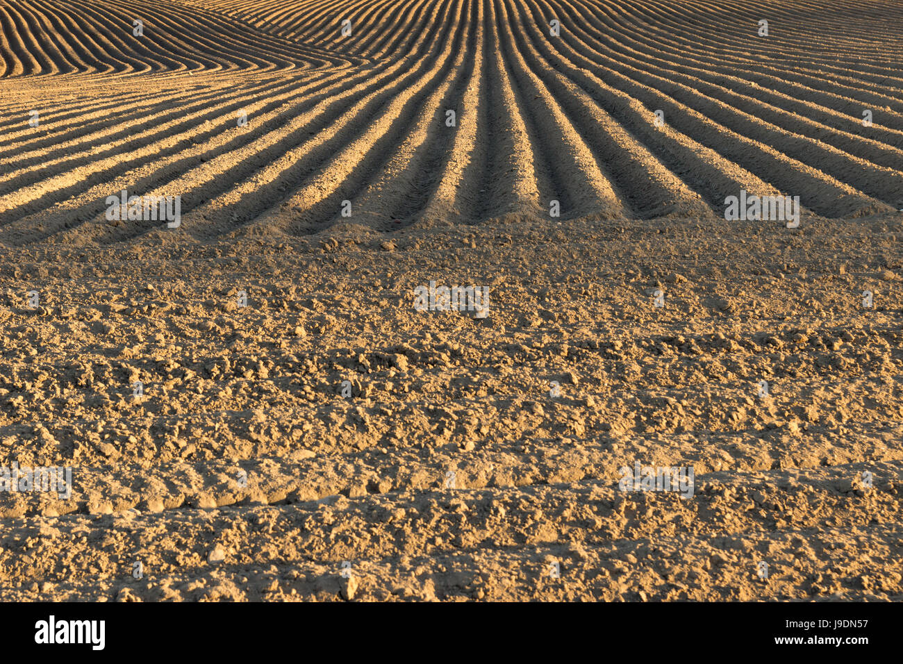 Uneven lines in this field at sunset Stock Photo - Alamy