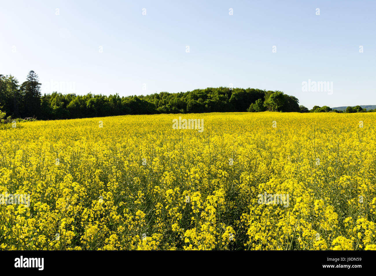 Rapeseed field and tree line on a sunny day Stock Photo - Alamy