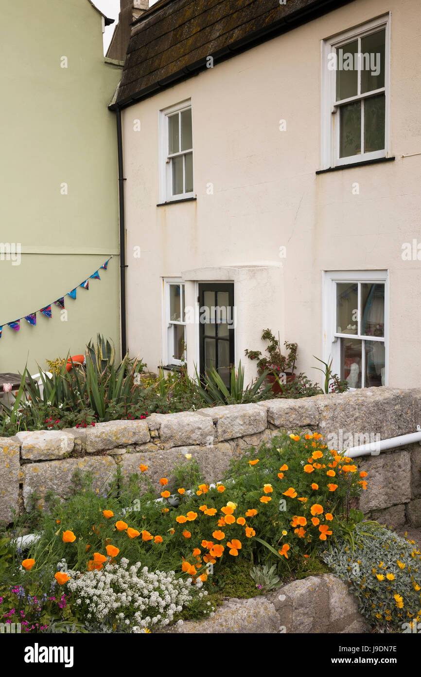 UK England, Dorset, Portland, Chiswell, floral planting in small front ...