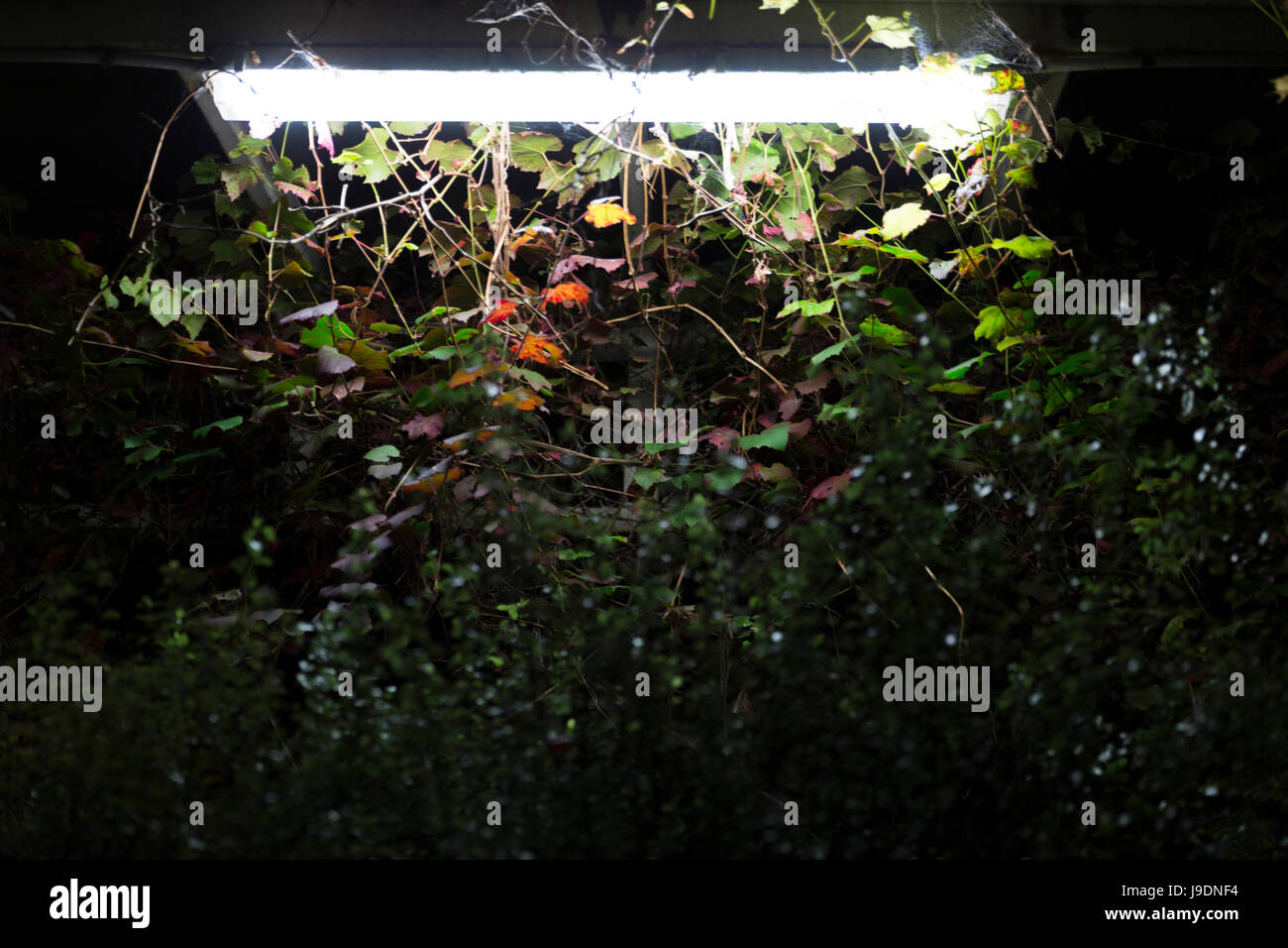 Light at night on bush Stock Photo - Alamy