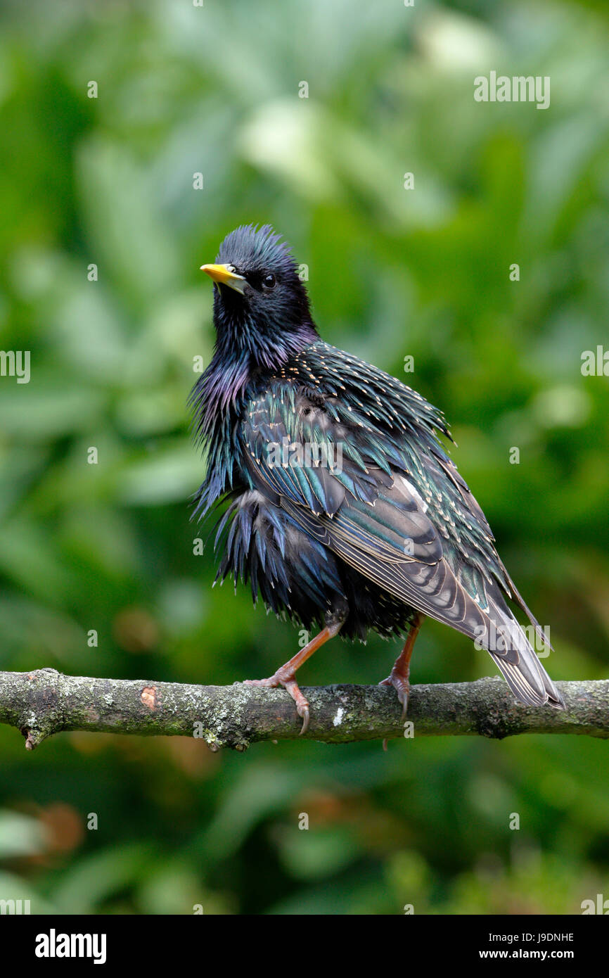 Starling Summer Plumage High Resolution Stock Photography and Images ...