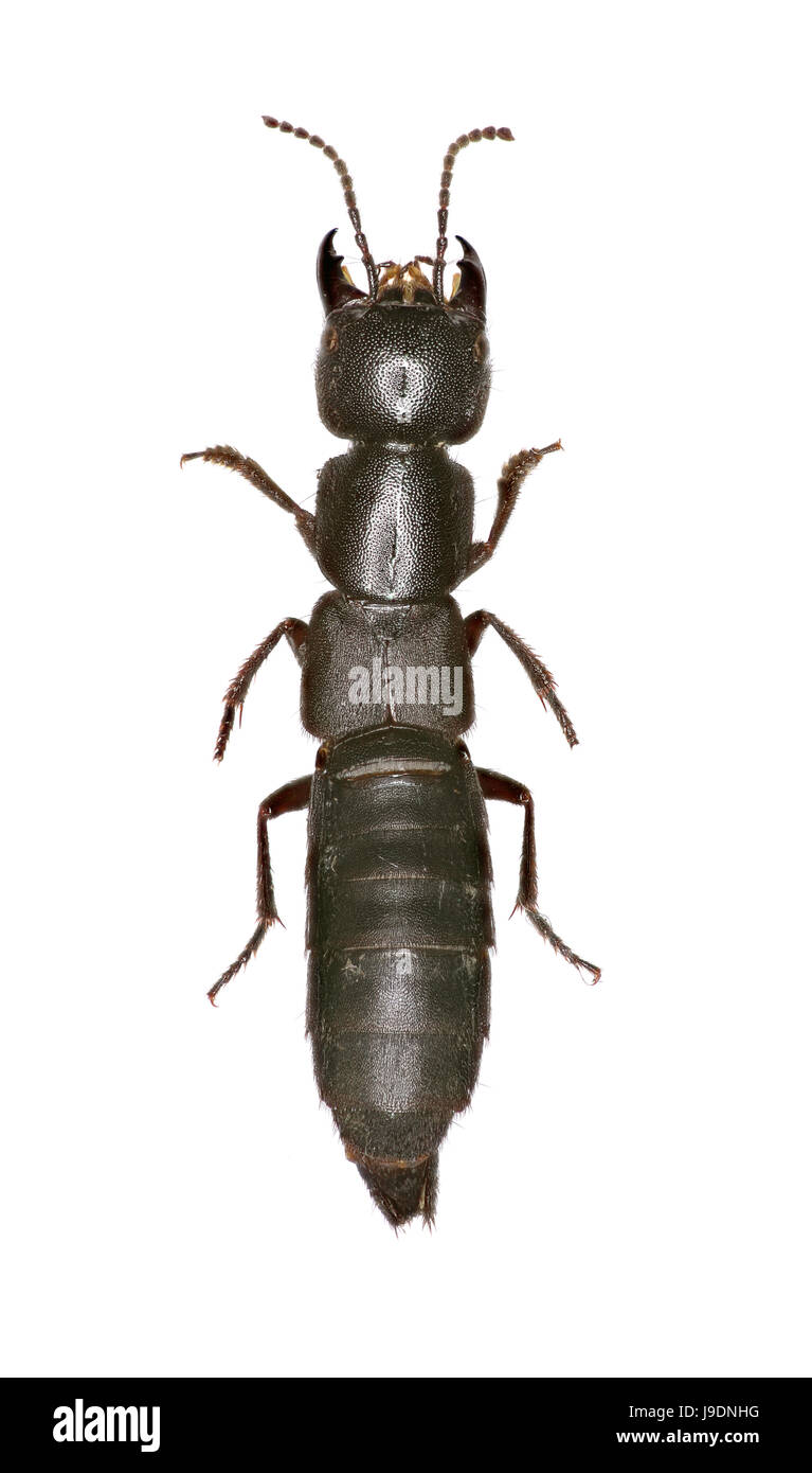 Large Rove Beetle Ocypus on white Background - Ocypus nitens (Schrank ...