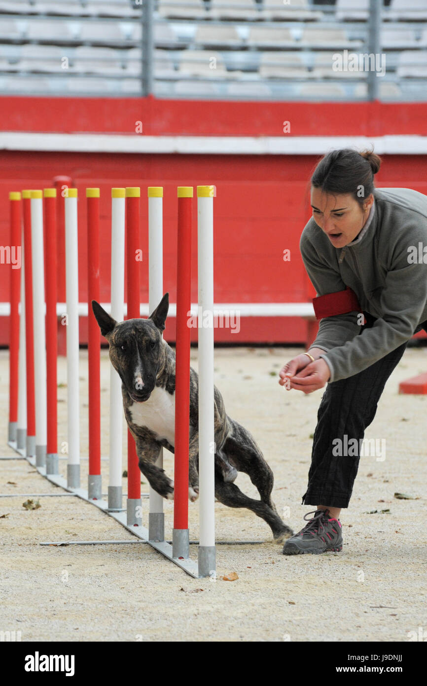 woman, dog, agility, sport, sports, run, running, runs, humans, human ...