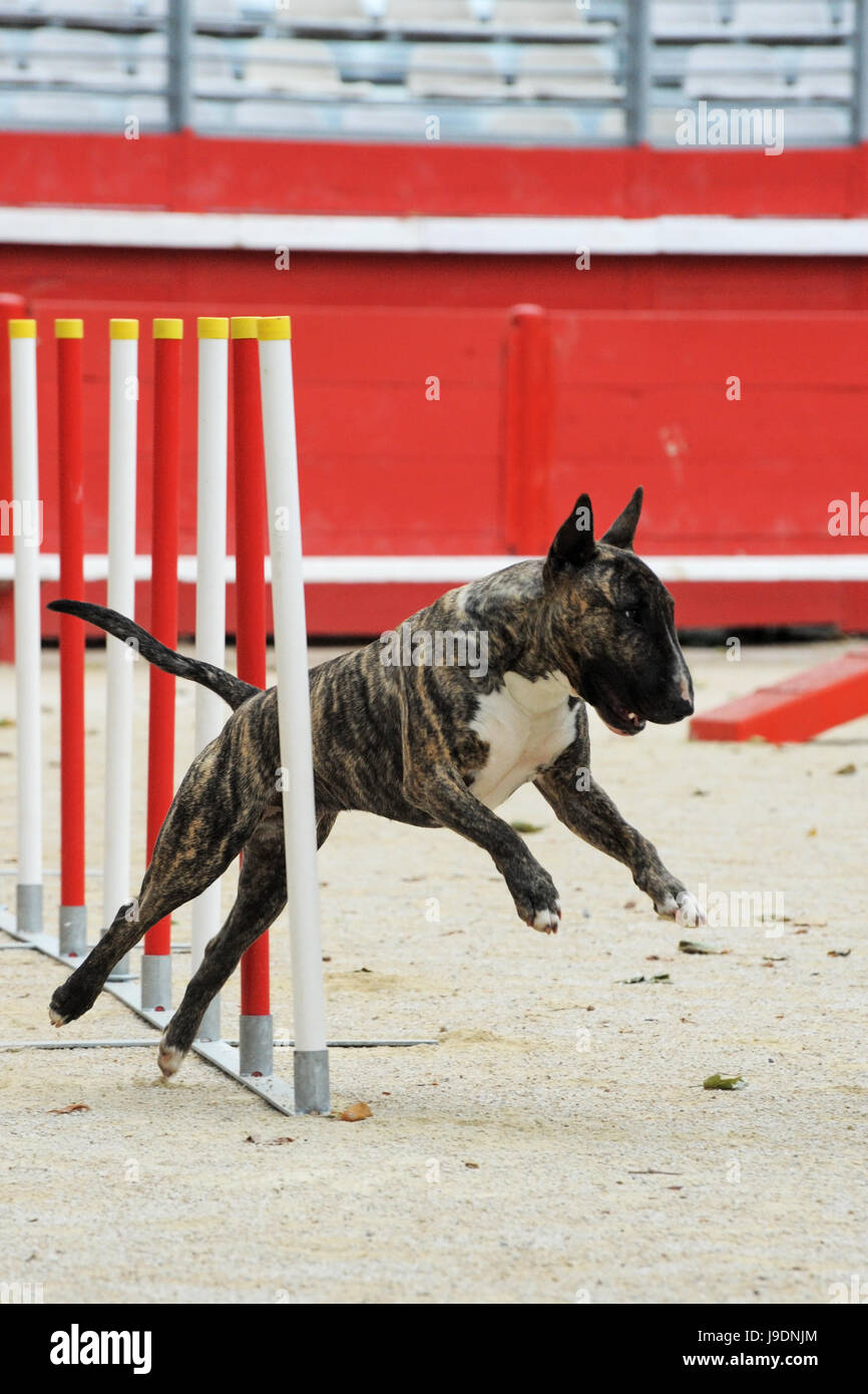 dog, spring, bouncing, bounces, hop, skipping, frisks, jumping, jump ...