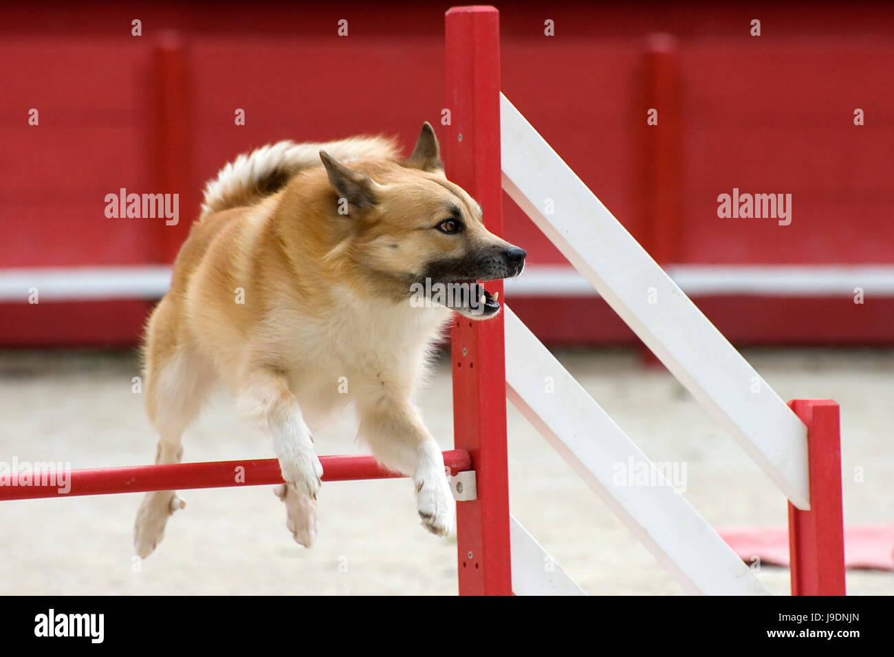dog, spring, bouncing, bounces, hop, skipping, frisks, jumping, jump ...
