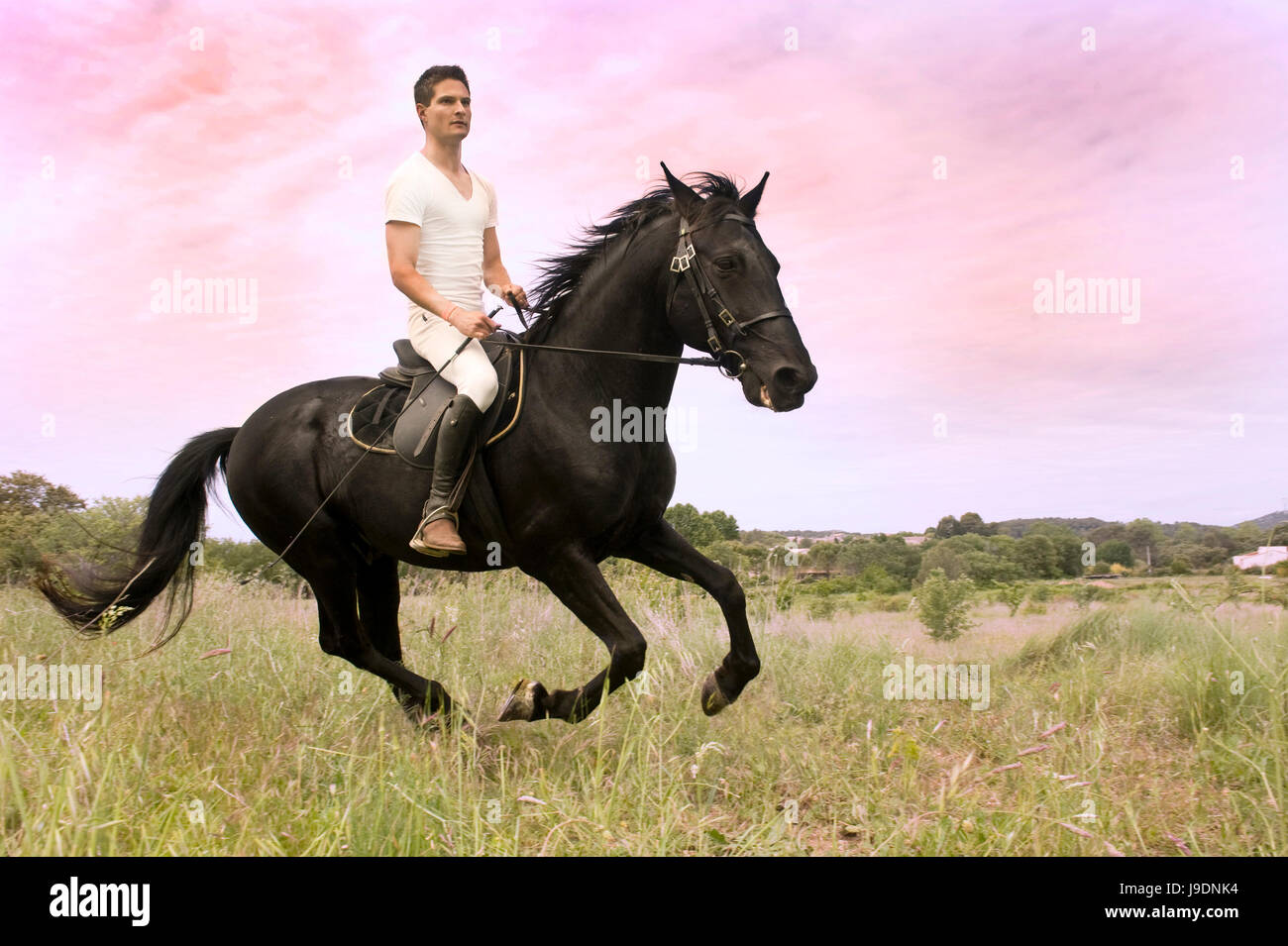sport, sports, horse, field, stallion, galloping, man, nature, blue ...