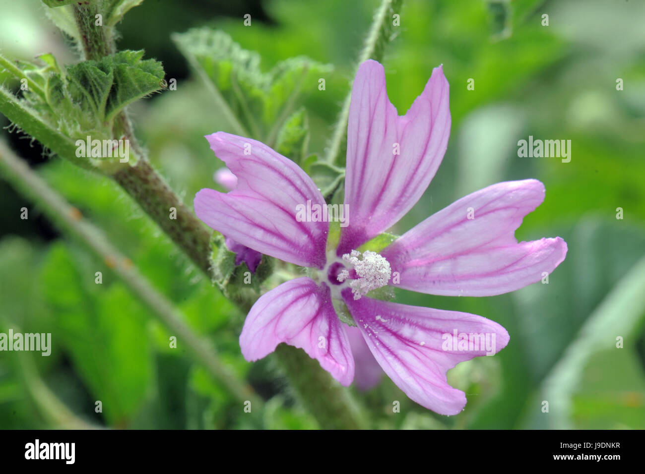 mallow, leaf, flower, plant, purple, vertical, lawn, green, nature ...