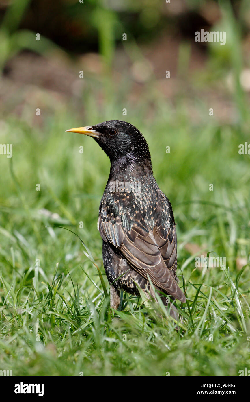 Female Starling High Resolution Stock Photography and Images - Alamy