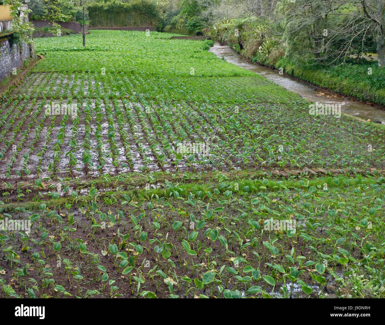 agriculture, farming, azores, plantation, kitchen garden, corridor ...