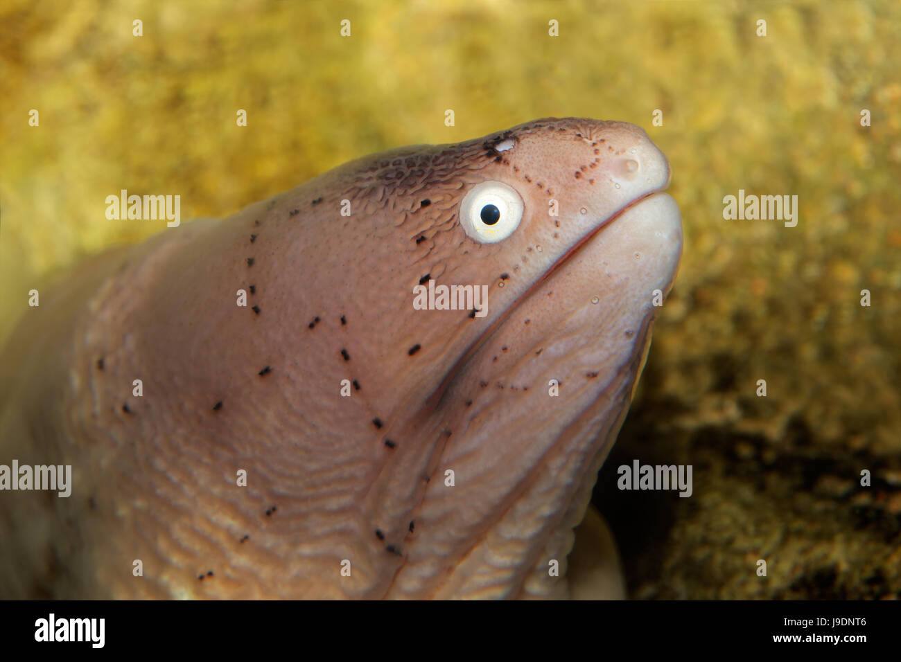 fish, eye, organ, geometric, eel, mouth, animal, portrait, aquarium ...