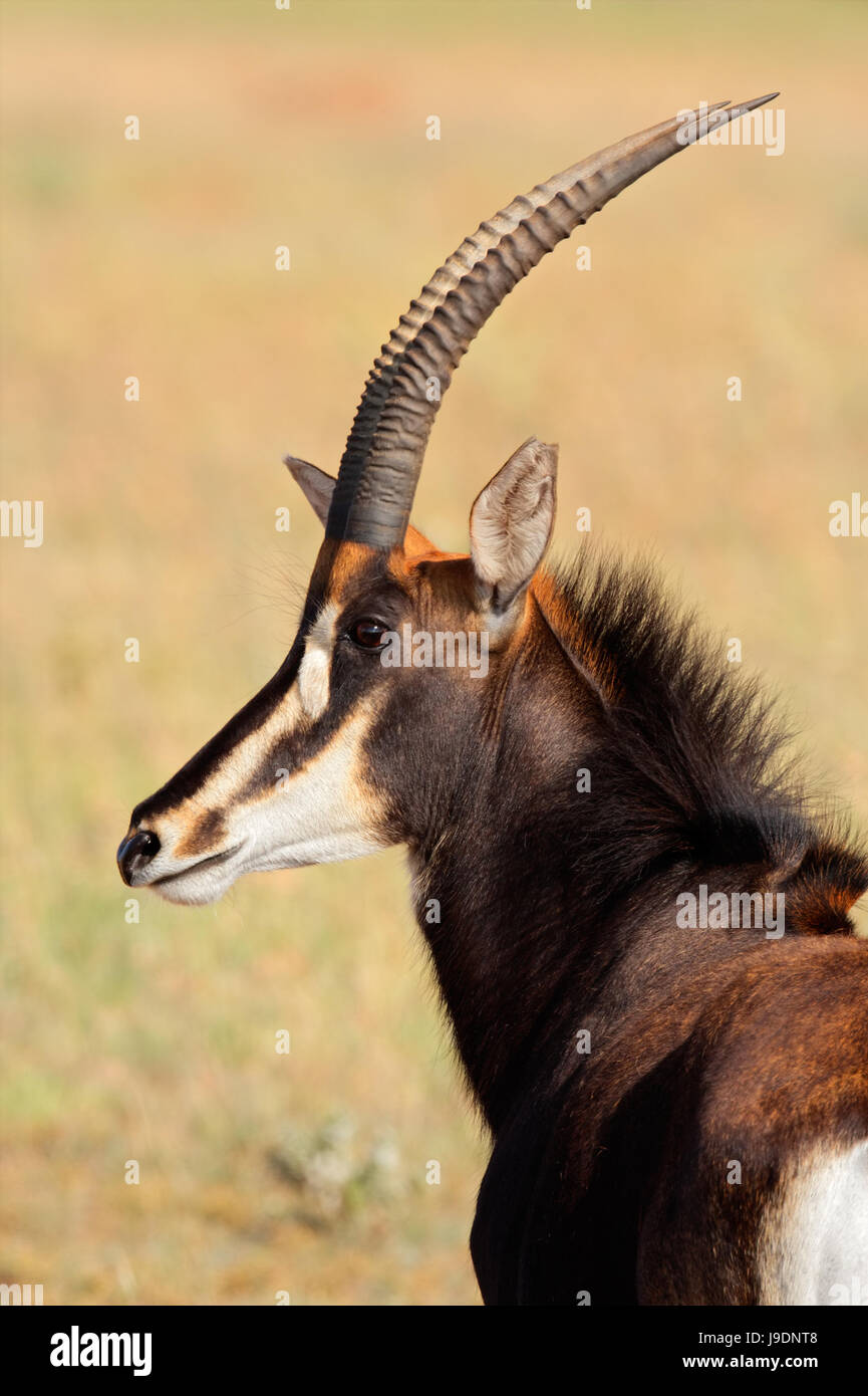 Sable Antelope Head